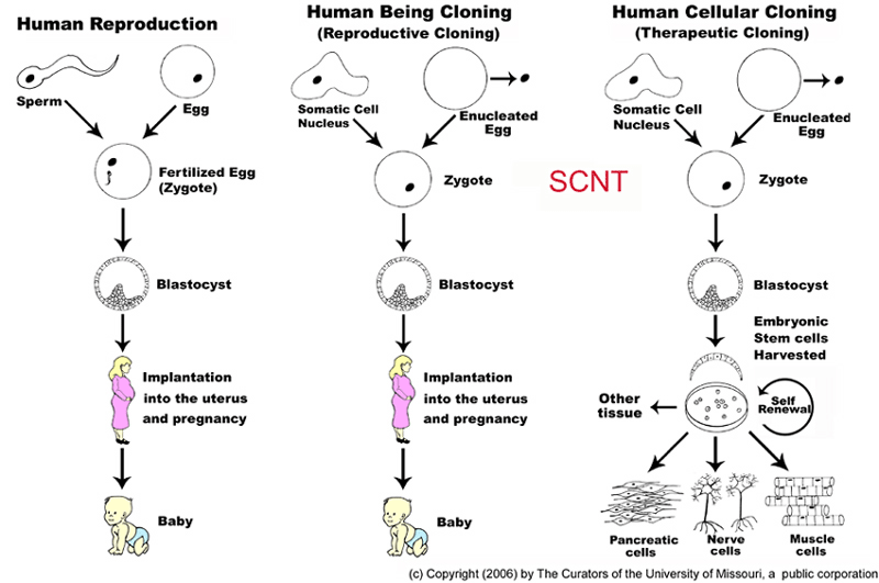 cloning at emaze Presentation