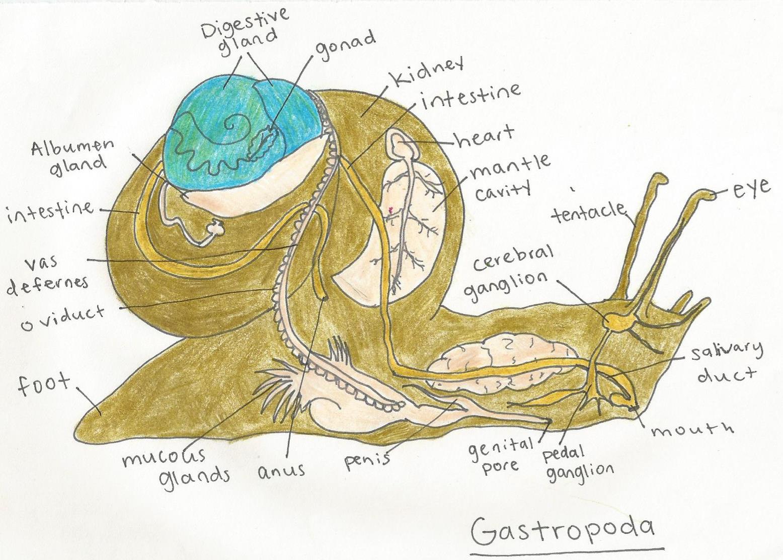Mollusca project at emaze Presentation