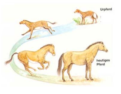 Das Pferd on emaze