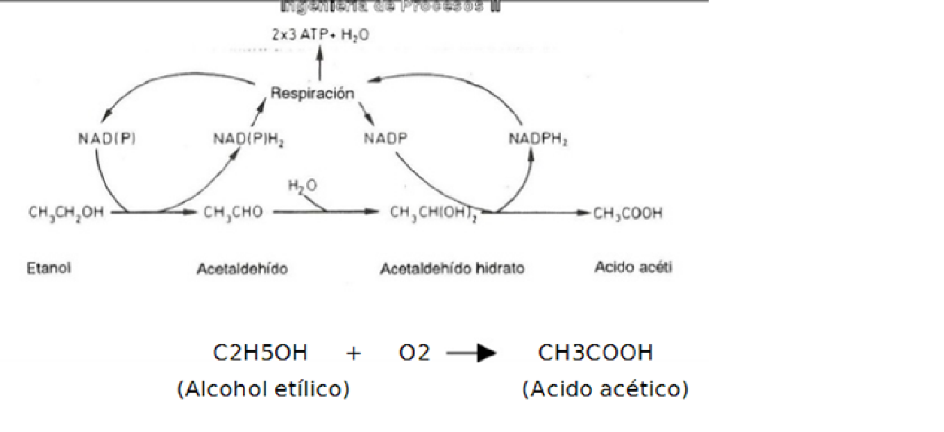 fermentación on emaze