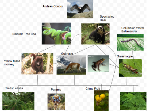 Tropical Andes Human Intervention on emaze