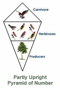 ECOLOGICAL PYRAMIDES.pptx on emaze