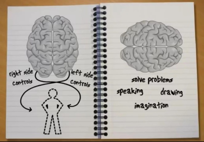 Brain: Slow Brain, Fast Brain at emaze Presentation