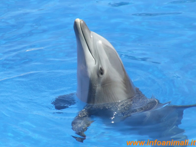 I MAMMIFERI on emaze