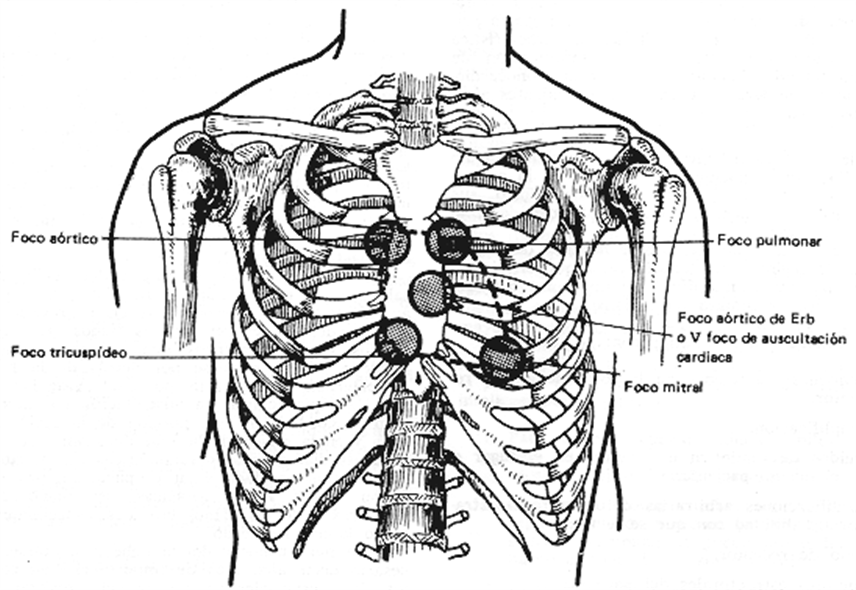 Examen Físico Cardiovascular on emaze