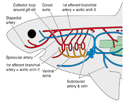The Dogfish Shark on emaze