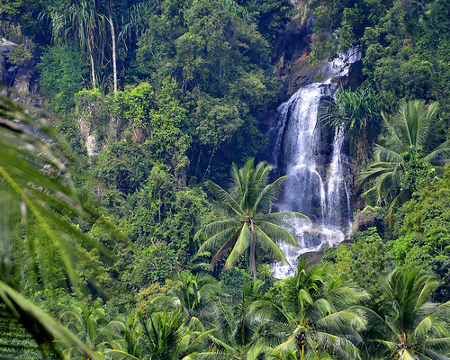 tropical rainforest at emaze Presentation
