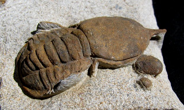 fossils in Kazakhstan copy1 at emaze Presentation