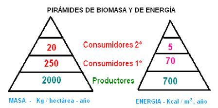 Relatii si piramide trofice at emaze Presentation