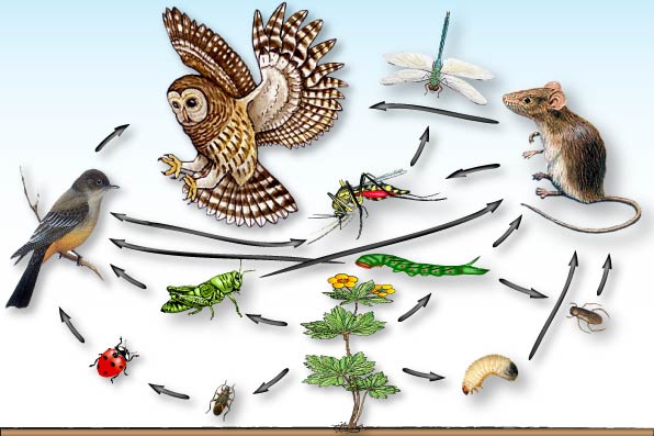 Relatii si piramide trofice at emaze Presentation