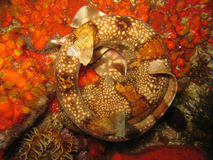Brown Shyshark at emaze Presentation