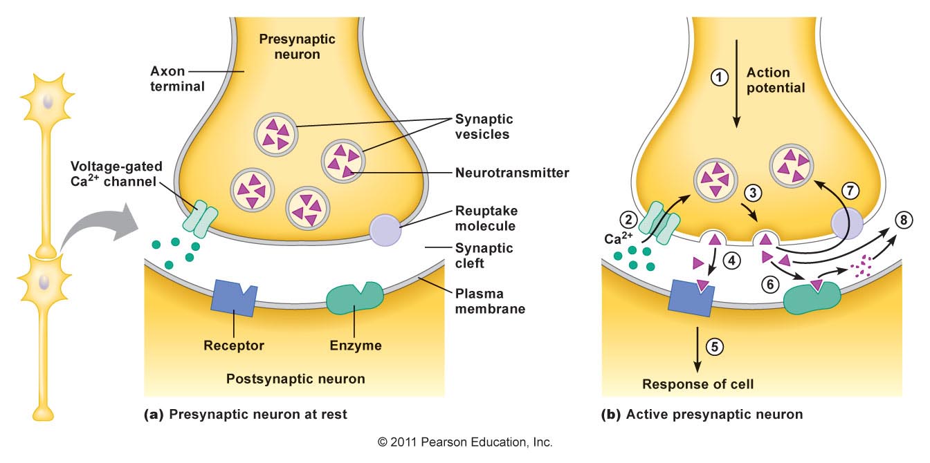Morphophysiology at emaze Presentation
