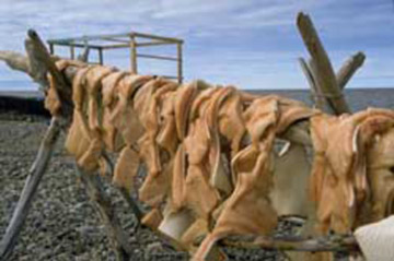 Inuit people at emaze Presentation