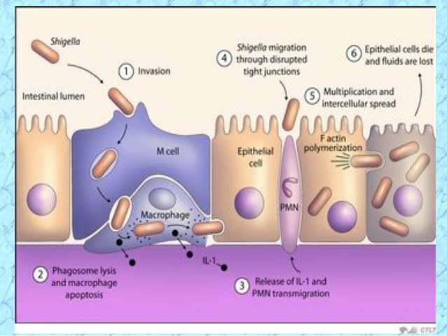 Shigella at emaze Presentation