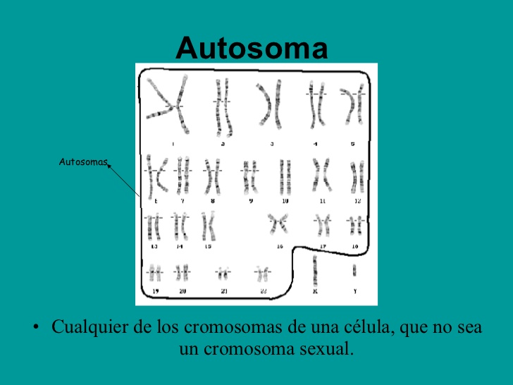 Cromosomas on emaze