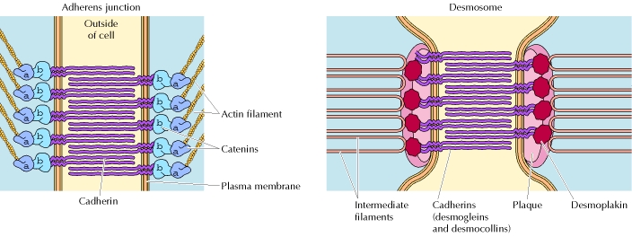 UNIDAD IV.pptx on emaze