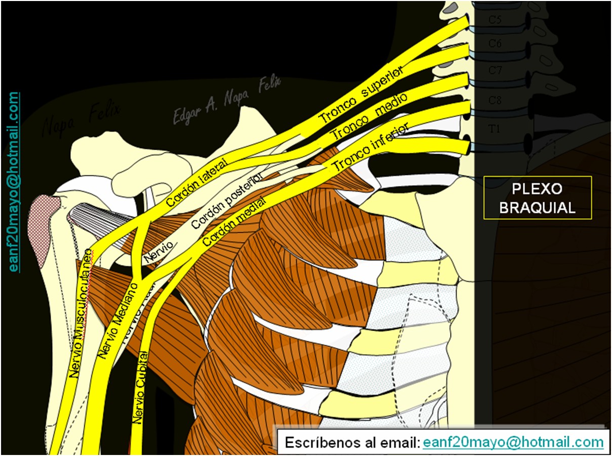 plexos at emaze Presentation