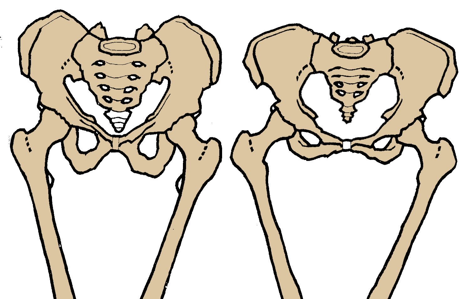HUESOS y MÚSCULOS DE LA CADERA Y MIEMBROS INFERIORES on emaze