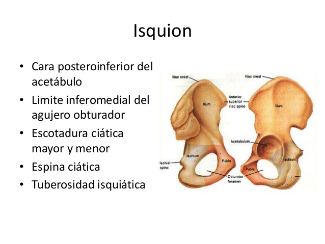 HUESOS y MÚSCULOS DE LA CADERA Y MIEMBROS INFERIORES on emaze