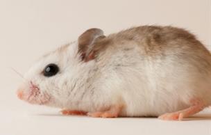 Saint Andrews Beach Mouse at emaze Presentation