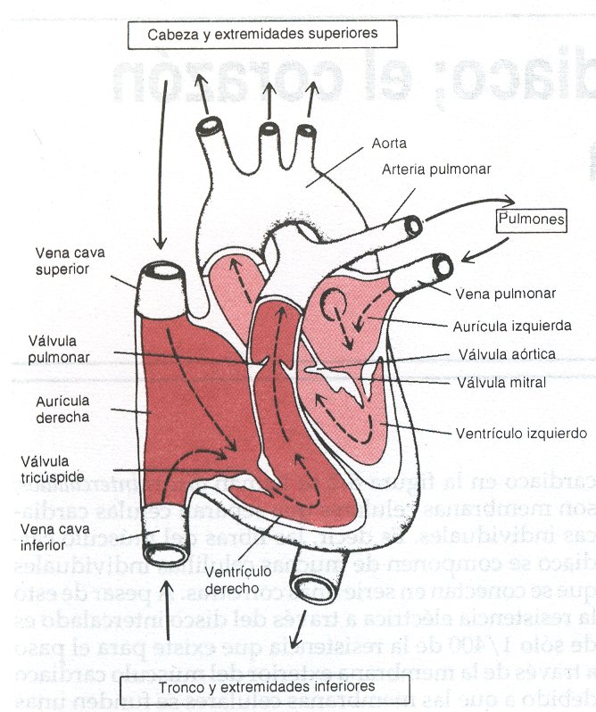 musculo-cardiaco03.pptx on emaze