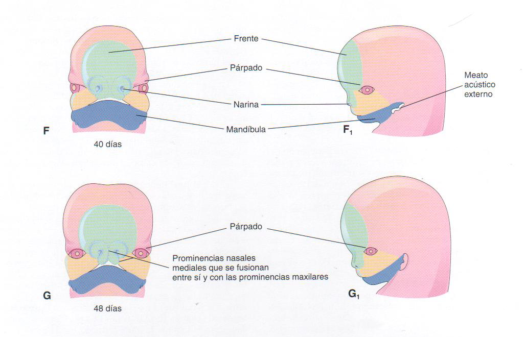 Cabeza & cuello.pptx at emaze Presentation