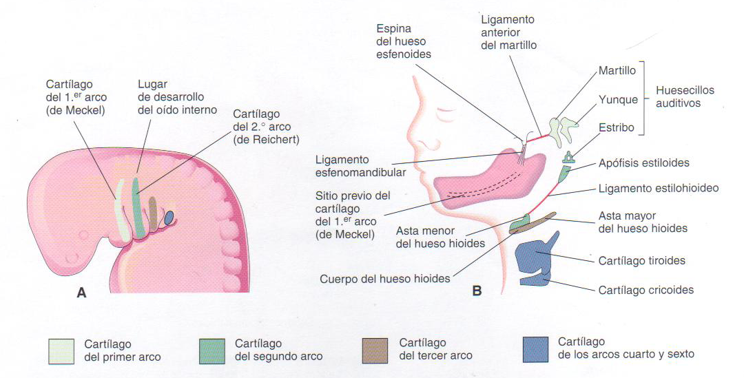 Cabeza & cuello.pptx on emaze
