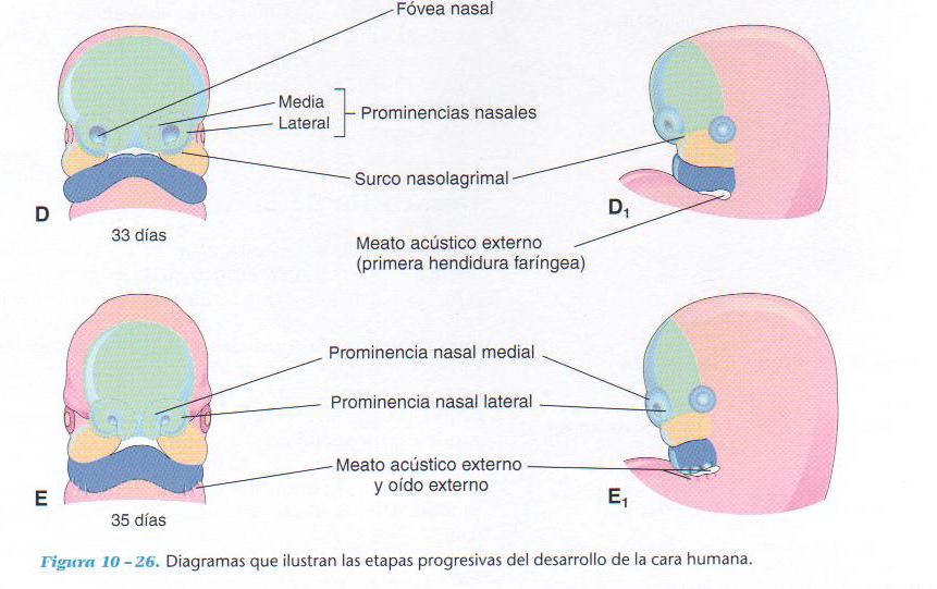 Cabeza & cuello.pptx at emaze Presentation