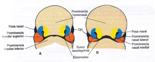 Cabeza & cuello.pptx on emaze