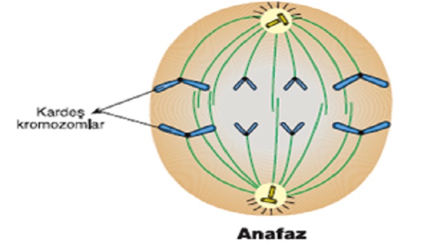 MİTOZ BÖLÜNME on emaze