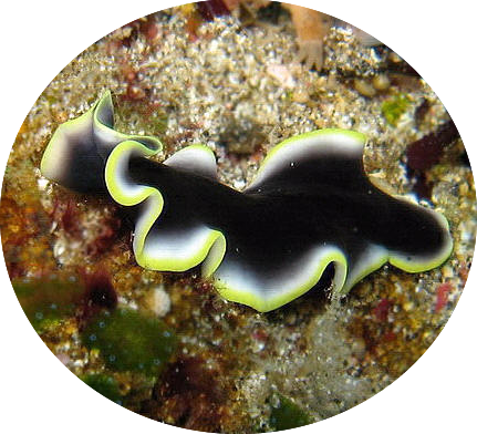 Flatworms at emaze Presentation