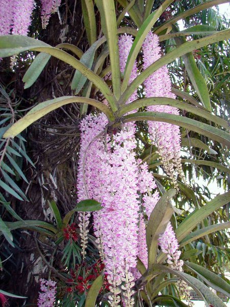 flora and fauna of assam 2 on emaze