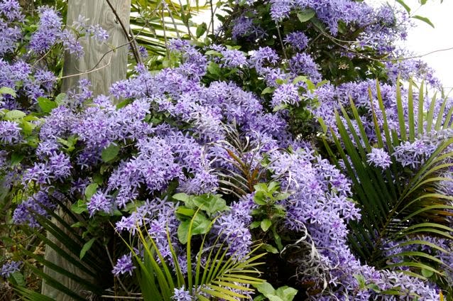 flora and fauna of assam 2 on emaze