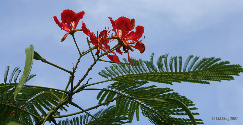 flora and fauna of assam 2 at emaze Presentation