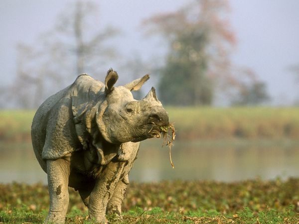 flora and fauna of assam 2 at emaze Presentation