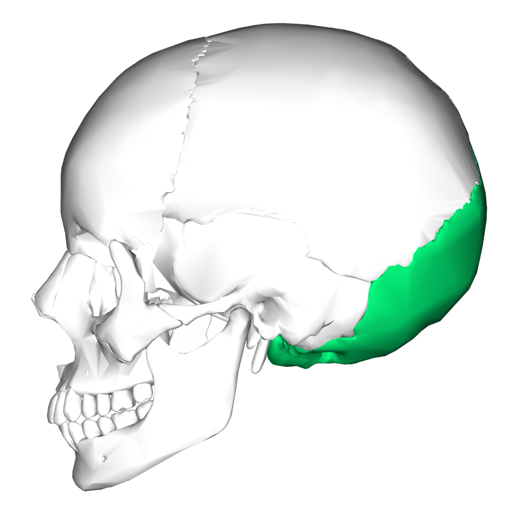 Occipital on emaze