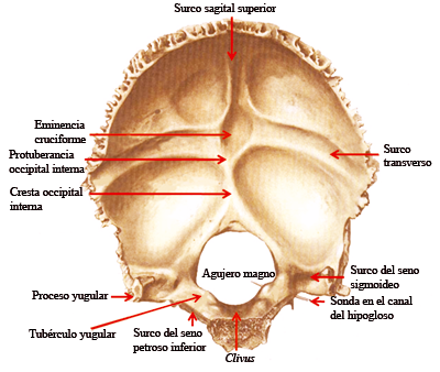 Occipital at emaze Presentation