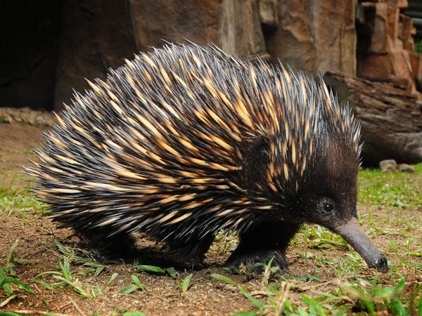 weird animals of australia on emaze