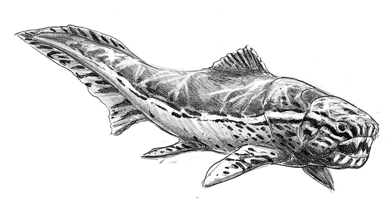 DUNKLEOSTEUS on emaze
