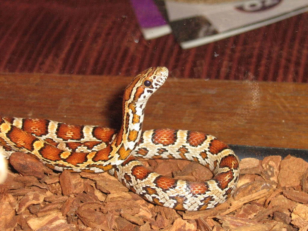 Top 5 huisdieren at emaze Presentation