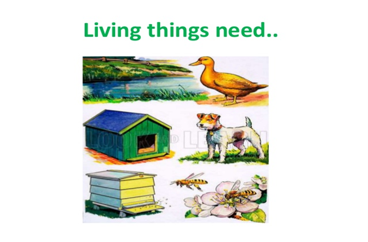 Basic Needs of Living Things at emaze Presentation