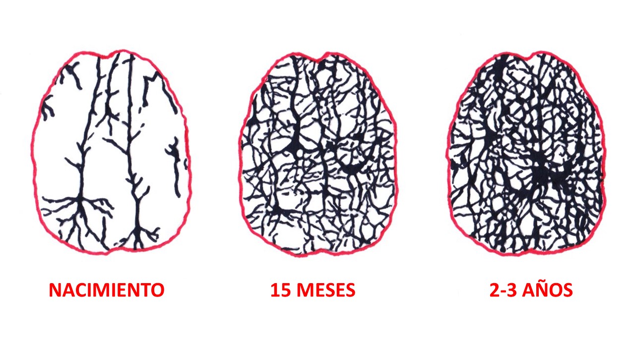El Desarrollo Del Cerebro On Emaze