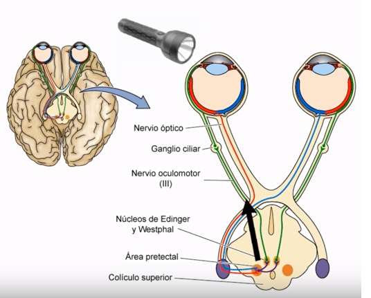 III, IV, VI Par on emaze