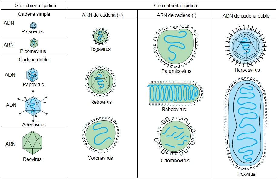 El virus del on emaze