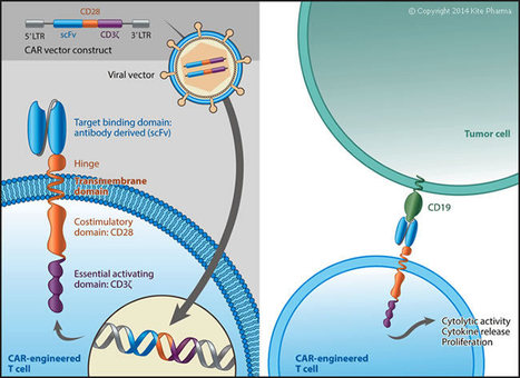 CAR-T-Helferzellen at emaze Presentation