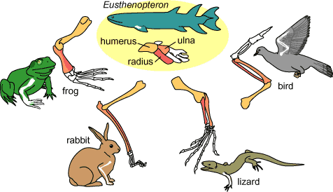 Homoplasy and Homology on emaze