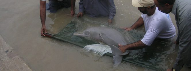Biology, The Ganges River Dolphin at emaze Presentation