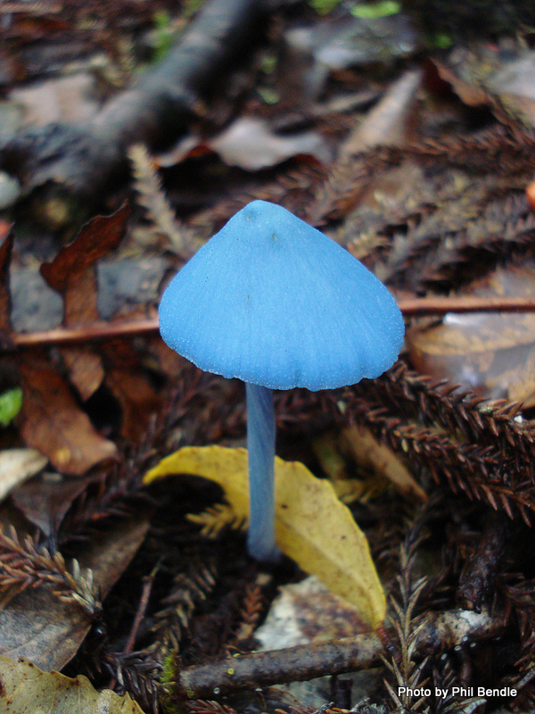 The Entoloma Hochstetteri on emaze