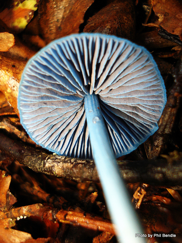 The Entoloma Hochstetteri on emaze