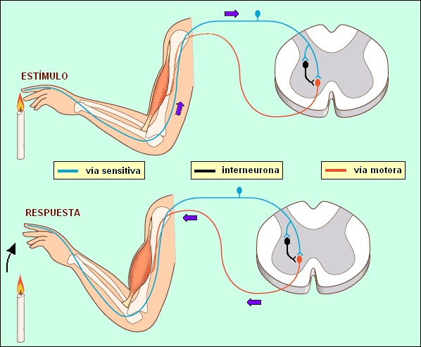 Neuroanatomia on emaze